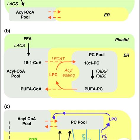 PDF Biochemical Pathways In Seed Oil Synthesis