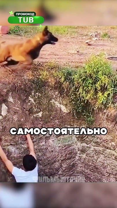 Этот мужчина не ожидал что эта собака настолько умна и добра социальныйролик Youtube