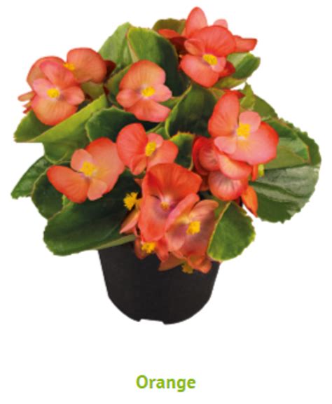 Begonia Semperflorens Sprint Plus Orange Bulk Wax Begonia Seeds