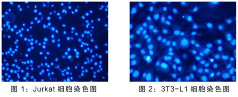 Cytodet Dapi 染色液 艾科瑞生物