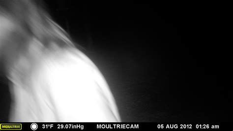 My Friends Motion Camera Caught This Last Night Ignore The Date The Camera Was Never