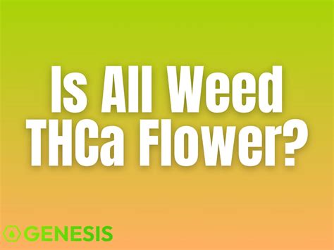 Is All Weed Thca Flower Genesis