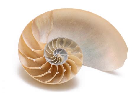 Sequência De Fibonacci Matemática Infoescola