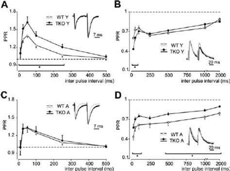 Paired Pulse Responses At Excitatory And Inhibitory Synapses Are