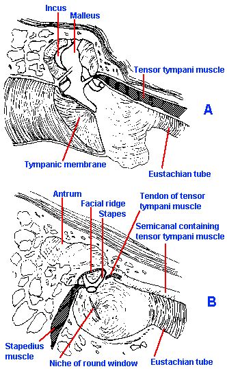 Tensor Muscle Of Tympanic Membrane Meddic