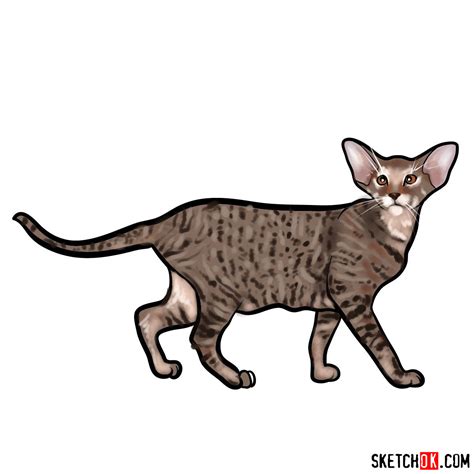 How To Draw The Oriental Shorthair Cat Sketchok Easy Drawing Guides