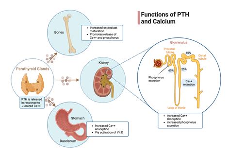 Pth And Calcium Biorender Science Templates
