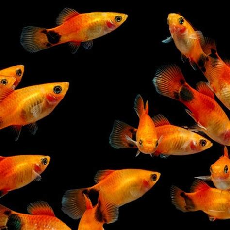 Jenis Ikan Hias Air Tawar Untuk Aquarium Kecil 10 Jenis Ikan Hias Air