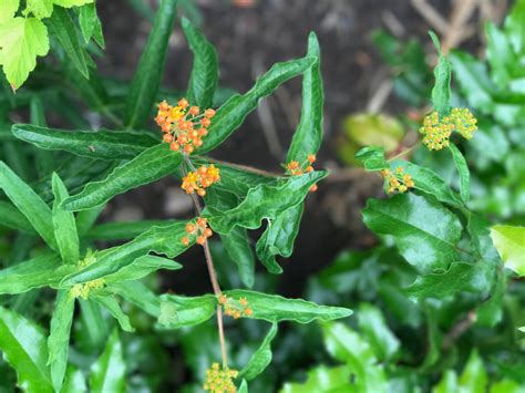 Tualatin Elementary Sustainable Garden Paul Taylor Ocnp Garden