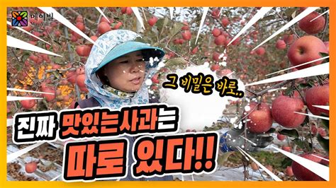 사과의 비밀 🍎 맛있는 사과의 모든것 A To Z Youtube