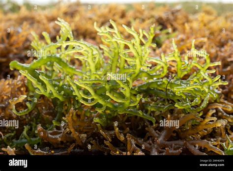 Seaweed Drying The Harvested Algae Are Dried In The Sun Or Drained Before Being Sold Stock