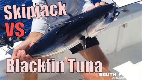 Skipjack Vs Blackfin Tuna Catch And Cook YouTube