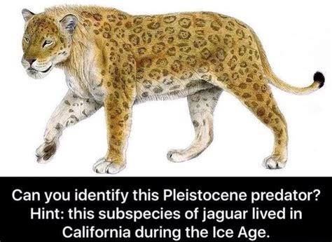 Can You Identify This Pleistocene Predator Hint This Subspecies Of