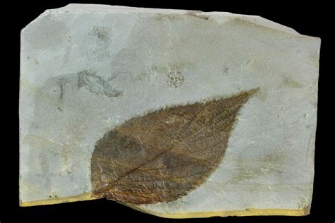 27 Fossil Hackberry Celtis Leaf Montana 120798 For Sale