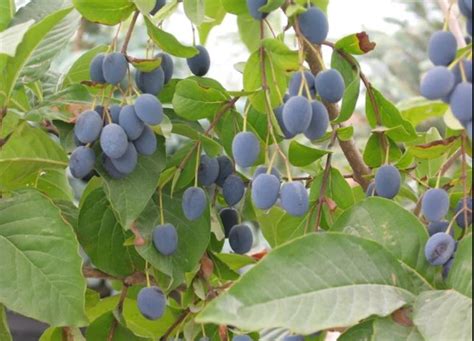 Grancy Graybeard Tree Bella Jardins Boutique