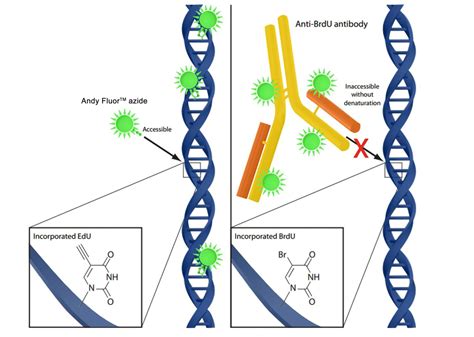 Cell Proliferation Assay Kits 3 Abp Biosciences