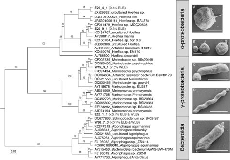A Maximum Likelihood Tree Illustrating The Phylogenetic Relationships