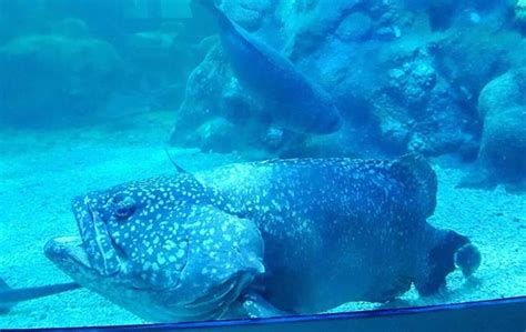 澎湖水族館龍膽石斑「平頭」走完一生 長眠大海 社會 中央社
