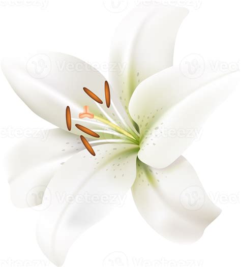 Lirios Flores Símbolo 19617092 Png