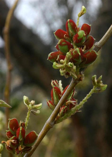 Flora Of Mozambique Species Information Individual Images Flemingia