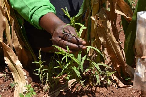 Work To Develop High Yielding Striga Tolerant Maize Seed Is Bearing Fruit Cimmyt
