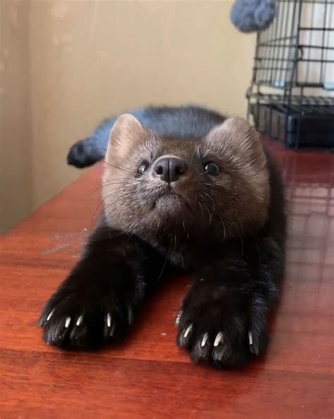 Woman Rescues Sable From Becoming Someones Coat And Decides To Adopt