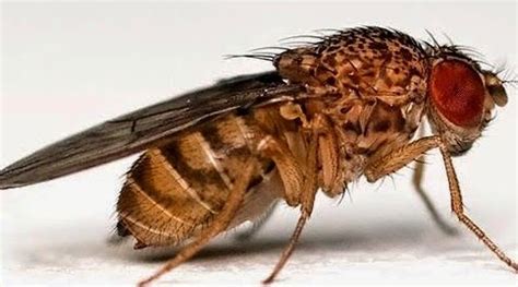 JANGADA DA TIJUCA: A MOSCA / MOSCAS