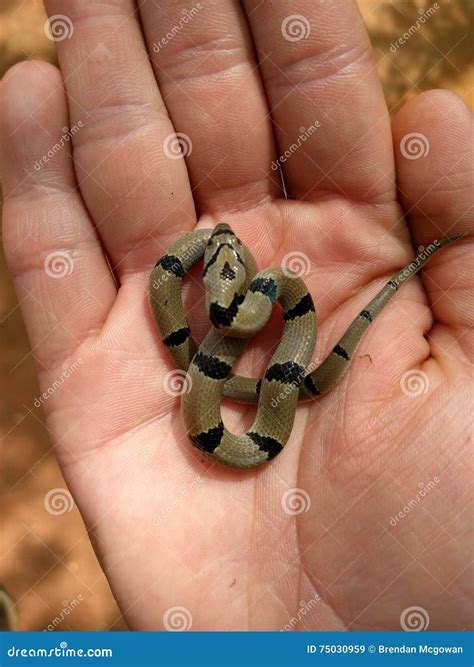 Serpiente Del Bebé Imagen De Archivo Imagen De Ciencia 75030959