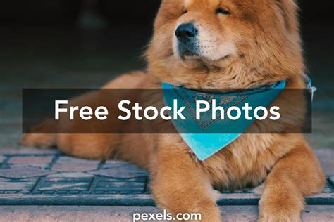 Fluffy Chow Chow Photos Download The Best Free Fluffy Chow Chow Stock