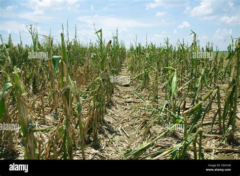 Agriculture Mid Growth Grain Corn Field Completely Destroyed By A Stock Photo Royalty Free