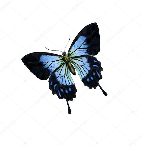 Butterfly Stock Illustration By ©nicolasprimola 63797209
