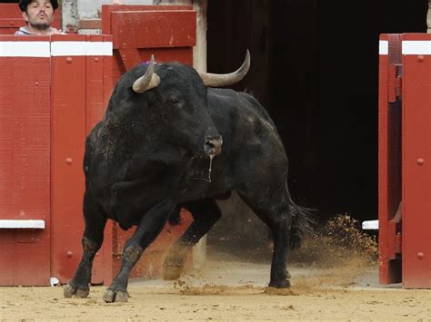 Tragedia En La Feria De Murcia Muere Corneado Un Carnicero De La Plaza