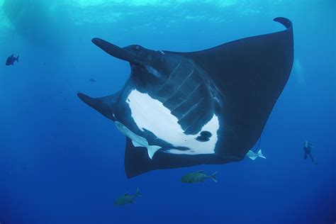 Biggest Manta Ray Size