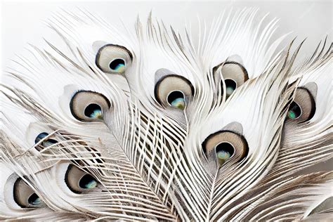 Premium Photo White Albino Peacock Feathers Closeup On White Isolated