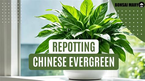 Chinese Evergreen Repotting Guide Simple Steps