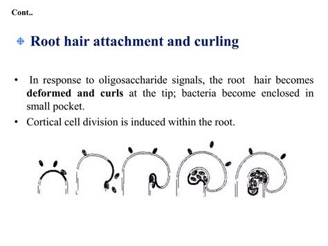 Molecular Biology Of Rhizobium Infection Pptx