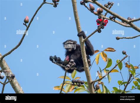 Hoolock Gibbon Male Dehing Dehing Patkai Wildlife Sanctuary Assam