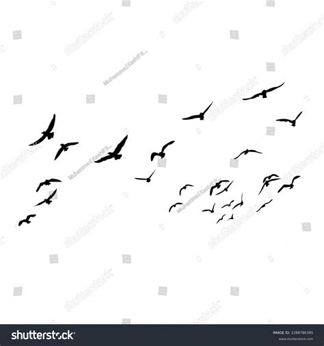 Flying Seagul 실루엣 벡터 Eps 블랙 스톡 벡터 로열티 프리 2288786395 Shutterstock