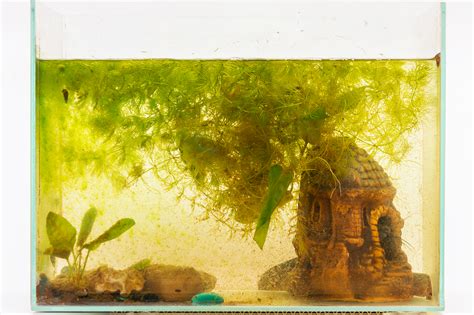 How To Get Rid Of Algae In Aquarium Removal And Prevention Guide