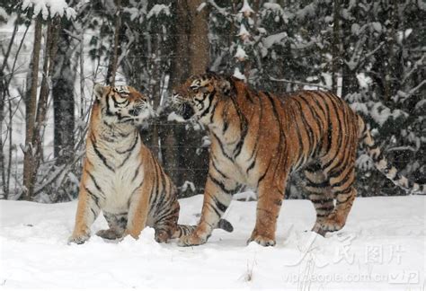 江苏扬州：猛虎“戏”雪 人民图片网