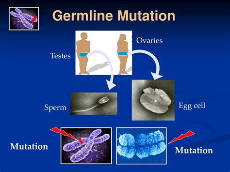Ppt The Genetics Of Ichthyosis Powerpoint Presentation Free Download