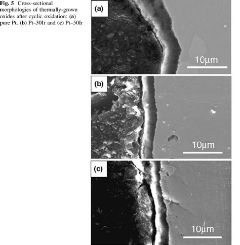 Cross Sectional Morphologies Of Thermally Grown Oxides After Cyclic