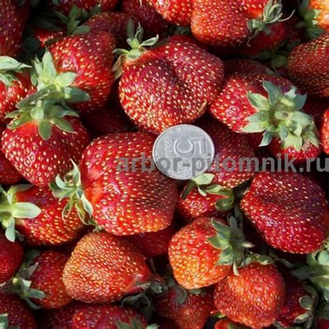 Саженцы клубники Королева Елизавета 2 купить в Москве и Подмосковье ...