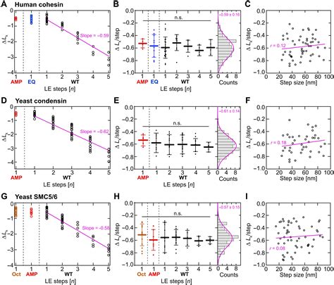 All Eukaryotic Smc Proteins Induce A Twist Of −0 6 At Each Dna Loop Extrusion Step Science
