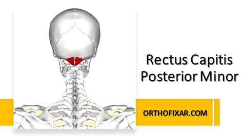 Rectus Capitis Posterior Minor Muscle Anatomy Orthofixar Orthopedic