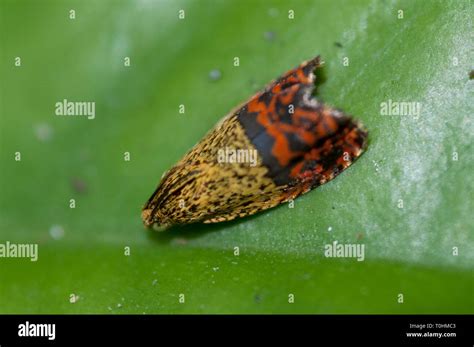 Totrix Moth Anthozela Hilaris With Unusual Wing Pattern On Leaf