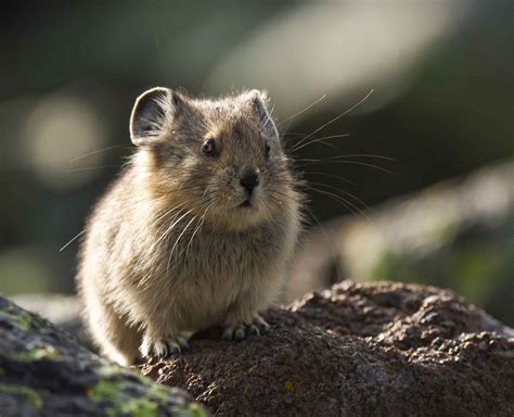 Baby Pikas