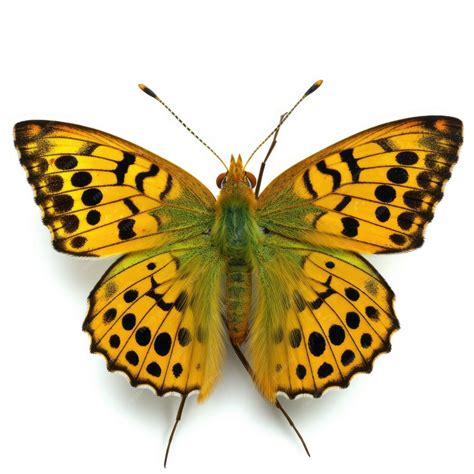 Premium Ai Image Argynnis Paphia Butterfly Isolated On White Background Top View