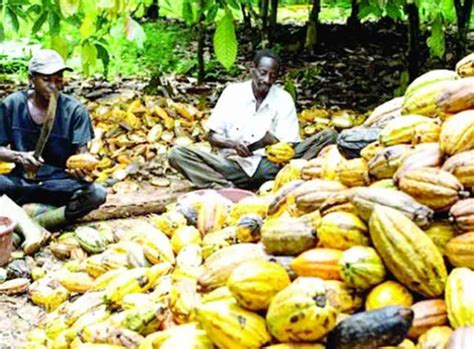 Cocoa Farmers Beg Govt To Construct Roads In Rural Areas Businessamlive