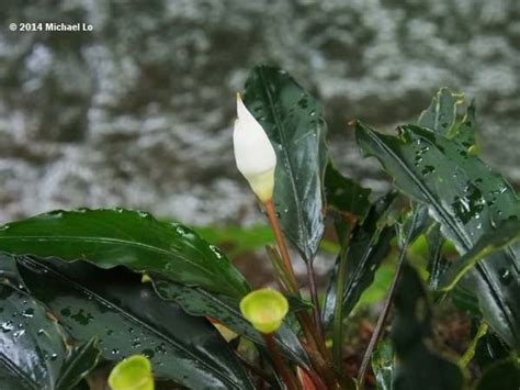 The Rainforests Of Borneo And Southeast Asia Bucephalandra Bogneri From Northern Padawan